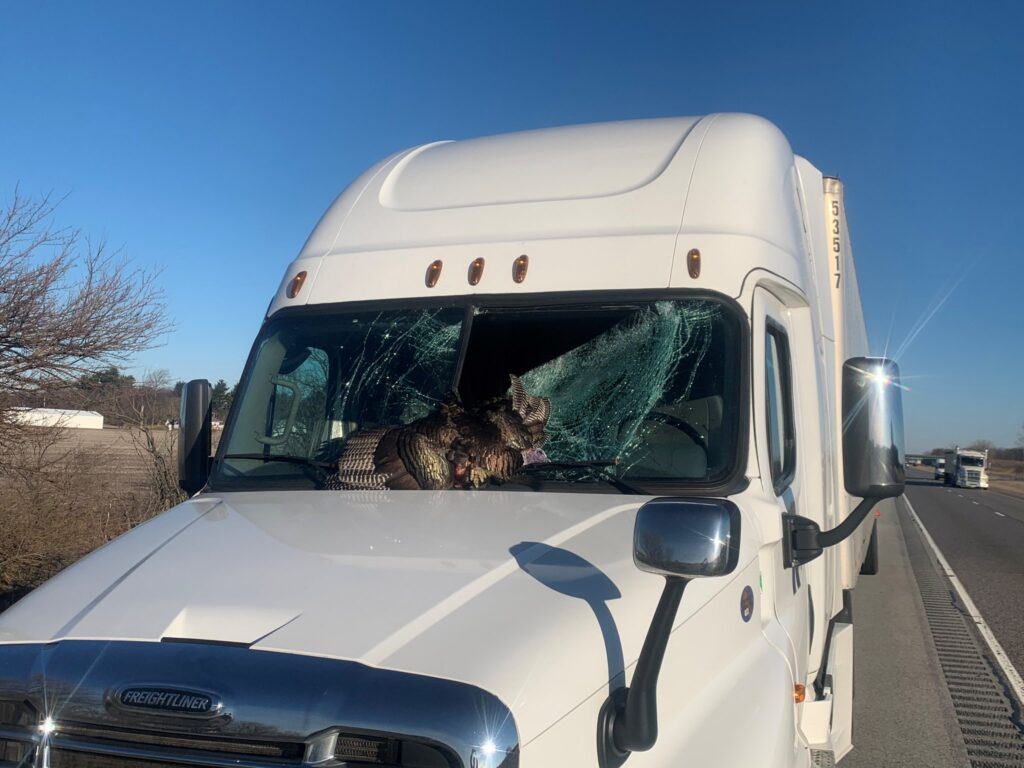 Turkey Crashes Through Semi Windshield On 65 - Region News Source